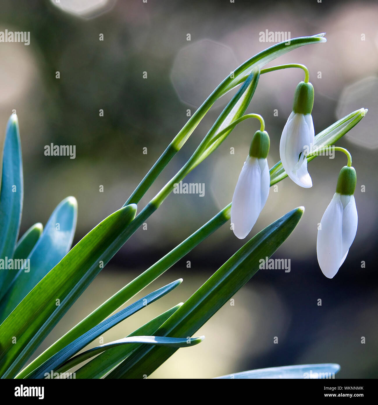 snowdrops - symbol of spring Stock Photo - Alamy