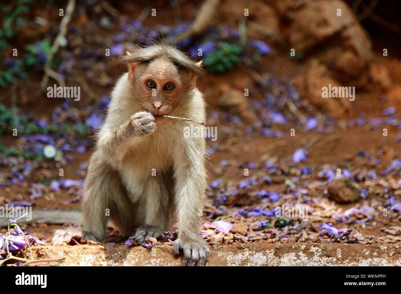 Monkey with camera hi-res stock photography and images - Alamy