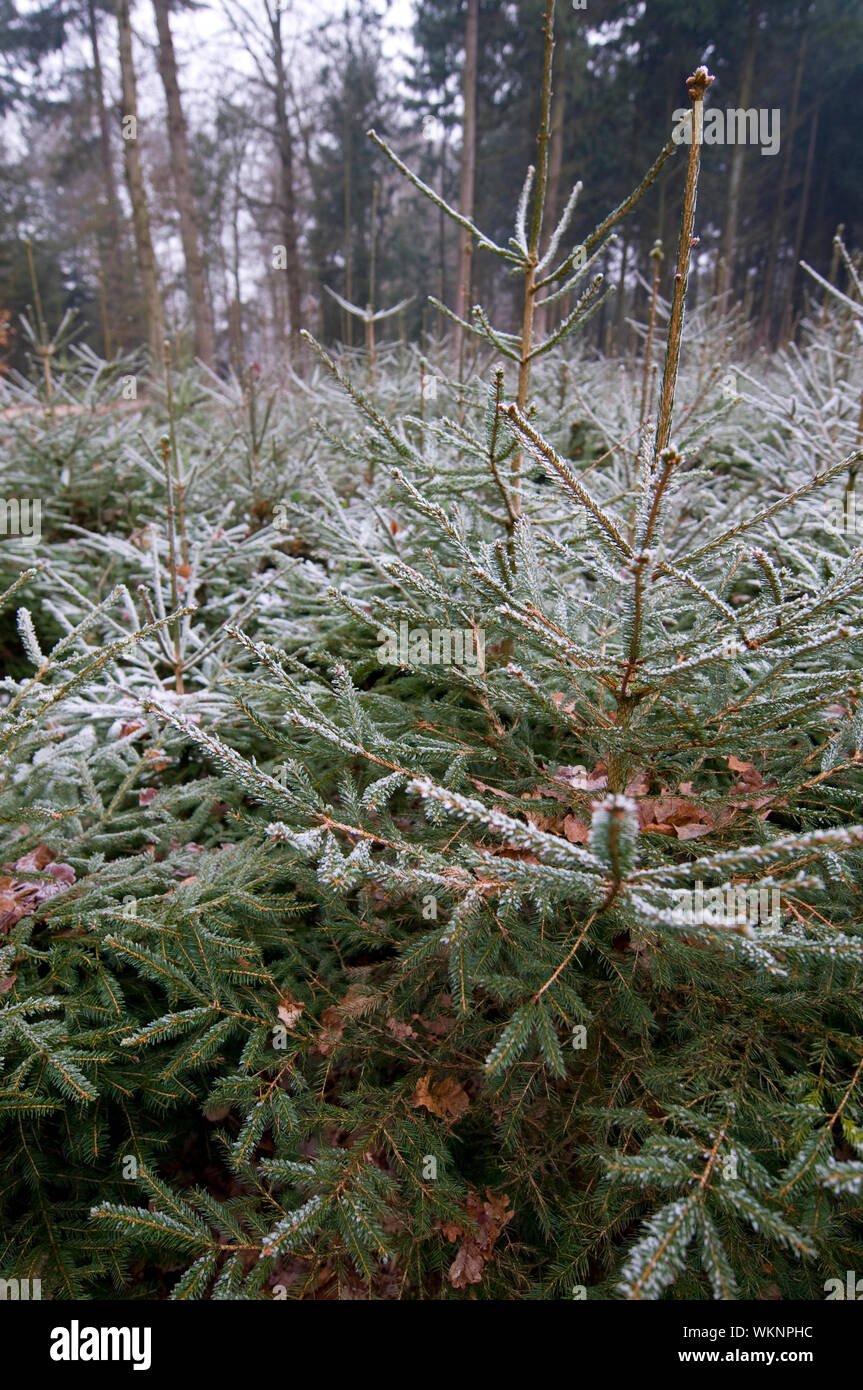 christmas trees in the forest Stock Photo - Alamy