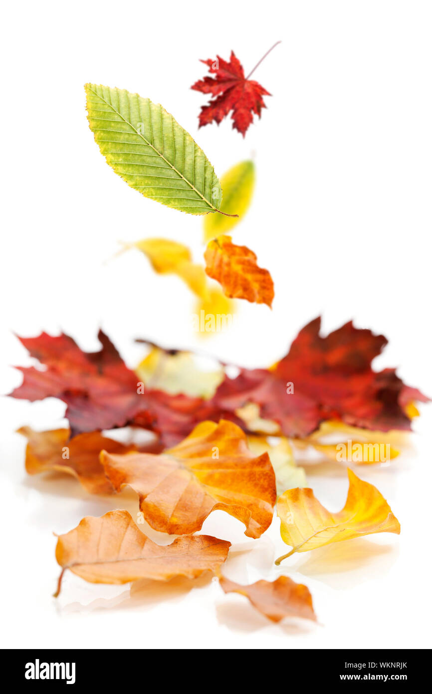Autumn Leaves on white background Stock Photo - Alamy