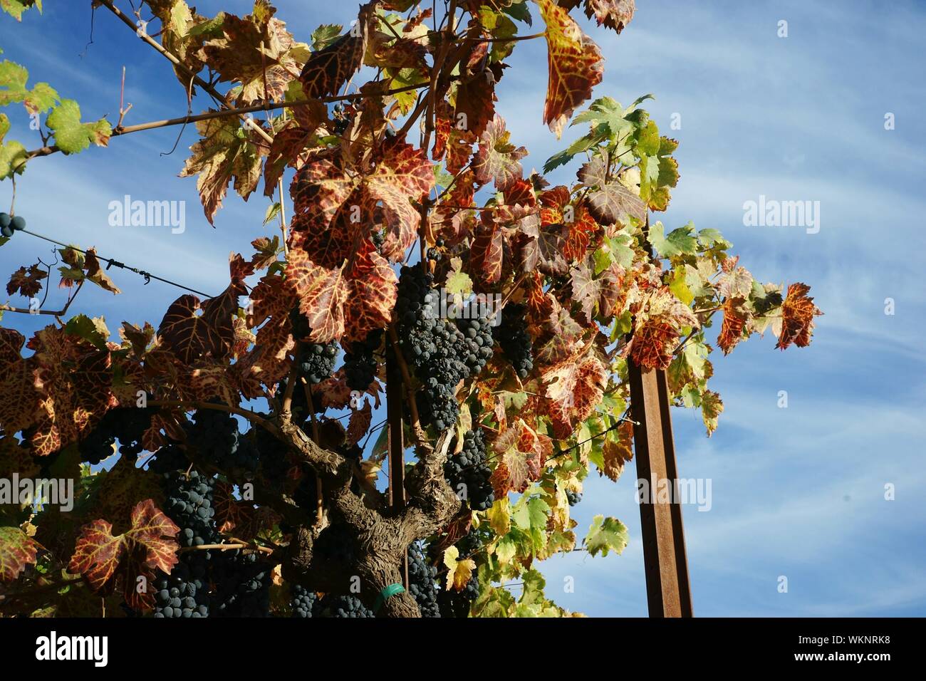 Black grapes on vine hi-res stock photography and images - Alamy