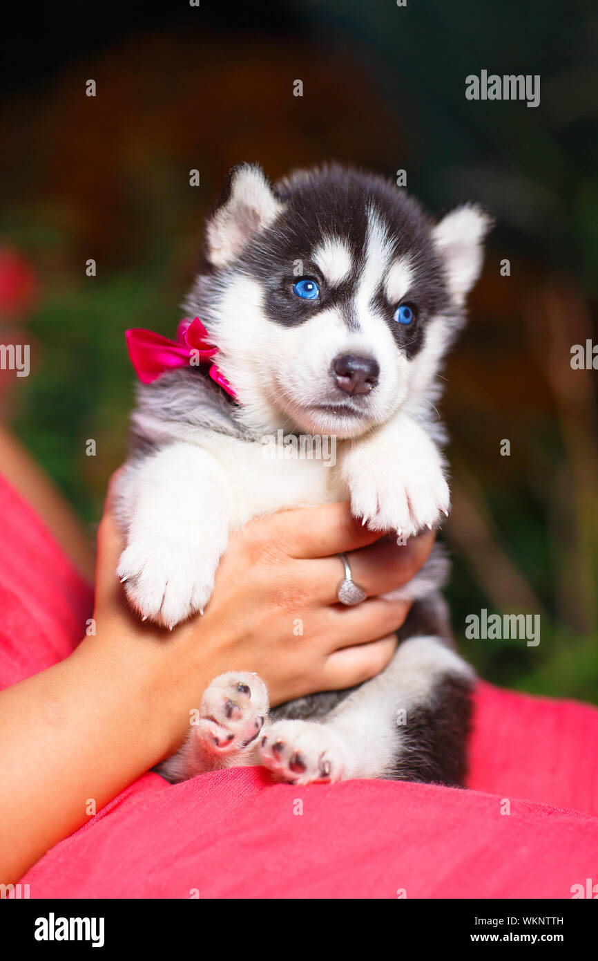 Siberian husky puppy with blue eyes Stock Photo - Alamy