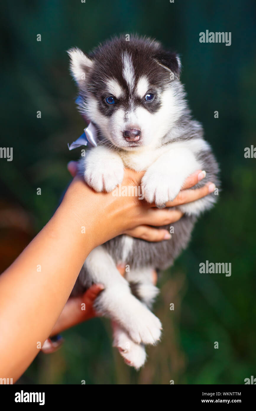 Baby Husky With Blue Eyes