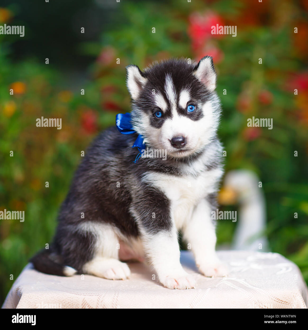 Siberian husky puppy with blue eyes Stock Photo - Alamy