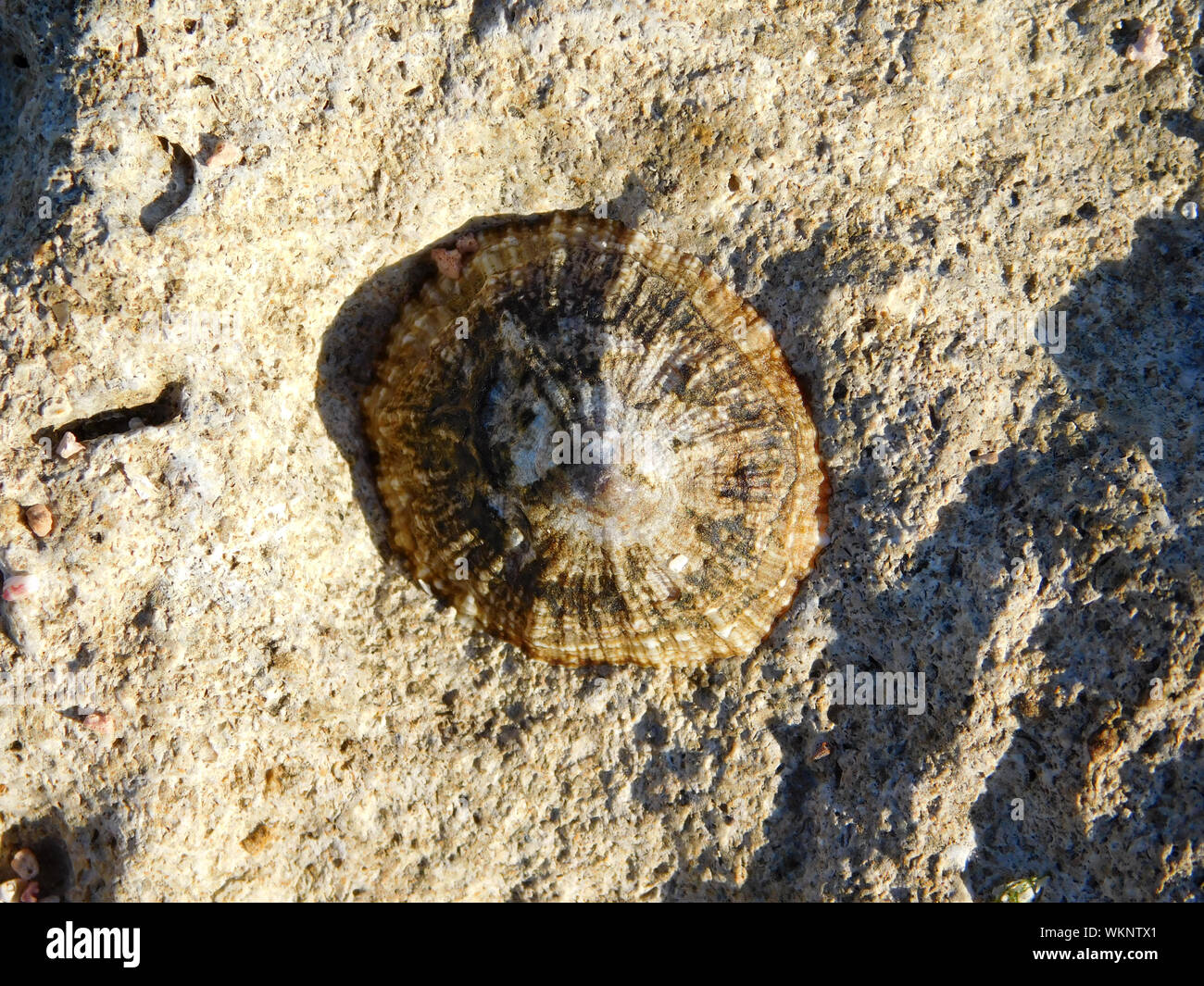 Seashell Fossil High Resolution Stock Photography and Images - Alamy
