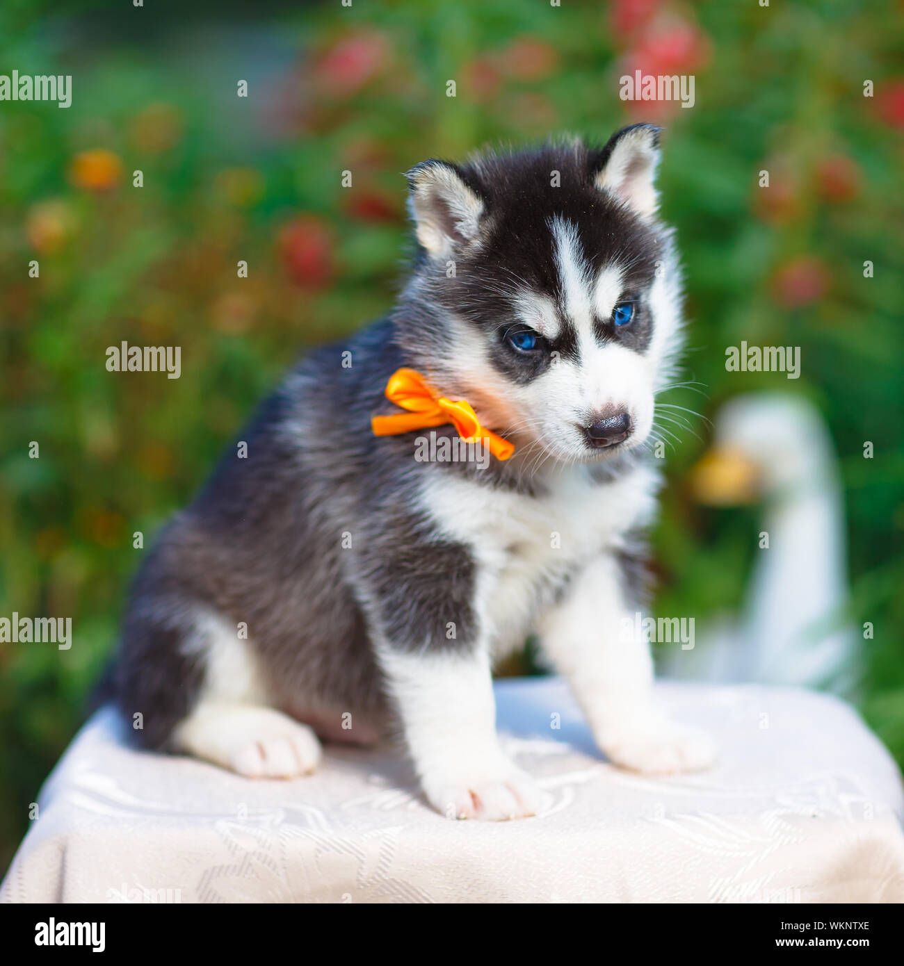 Siberian husky puppy with blue eyes Stock Photo - Alamy