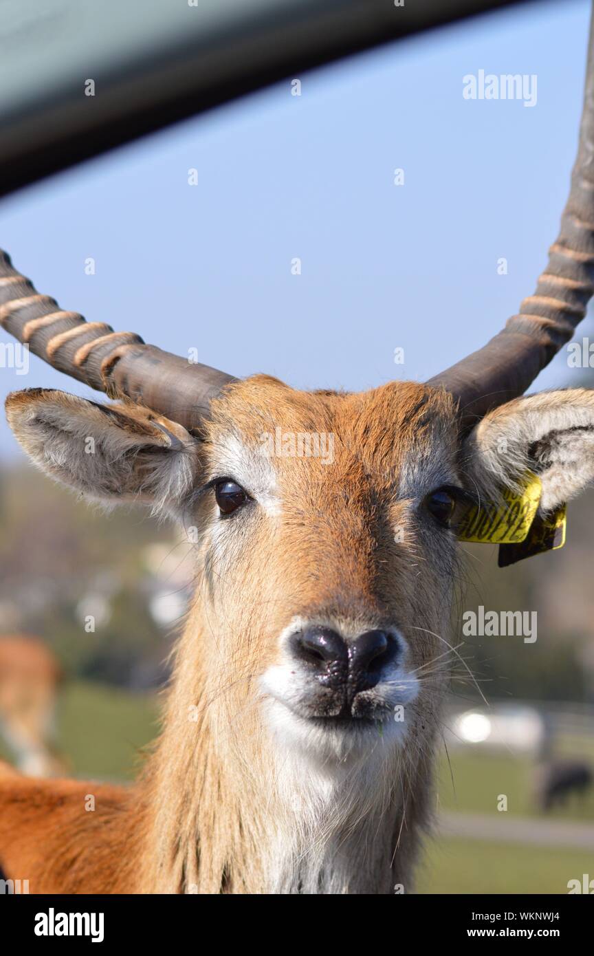 Wildlife tracking hi-res stock photography and images - Alamy