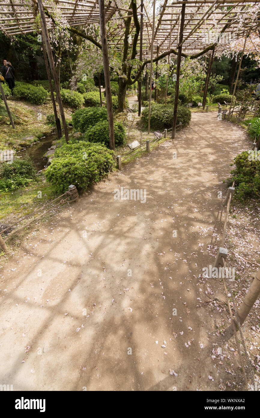 The path of sakura growing on the wooden in a Japanese garden near ...