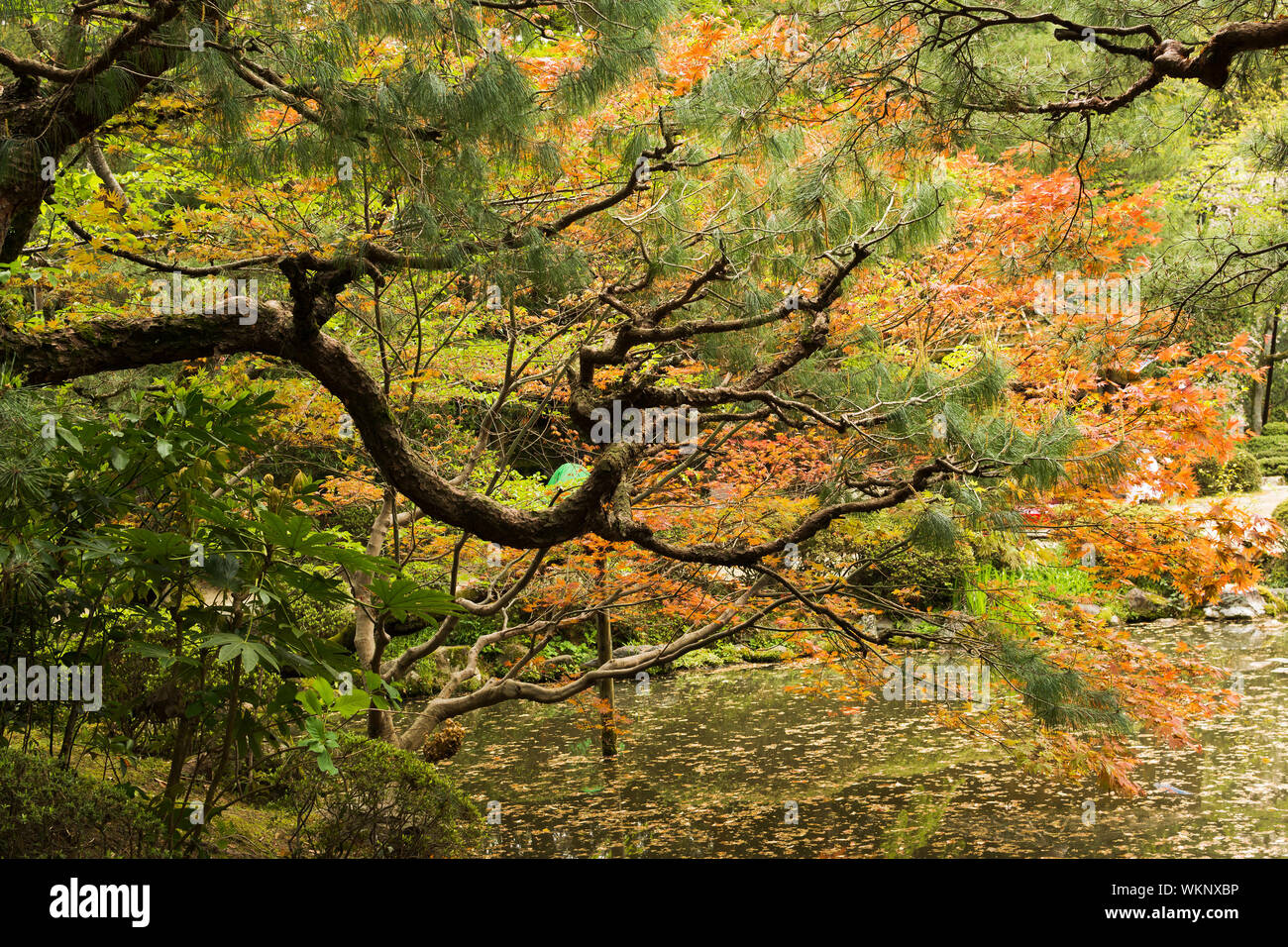 Red maples and pines planted on the shore in a Japanese garden near ...