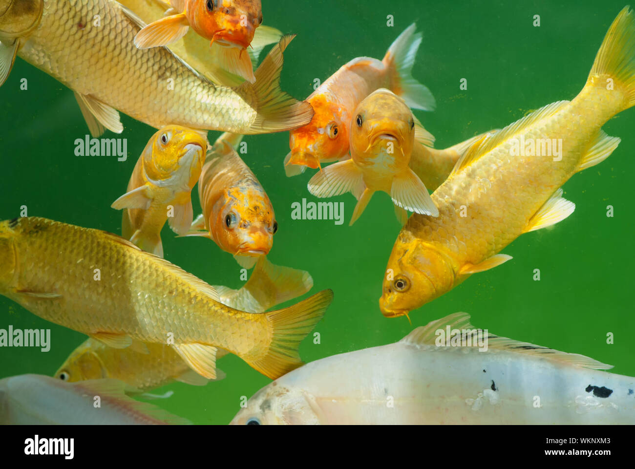 Group fish hi-res stock photography and images - Alamy