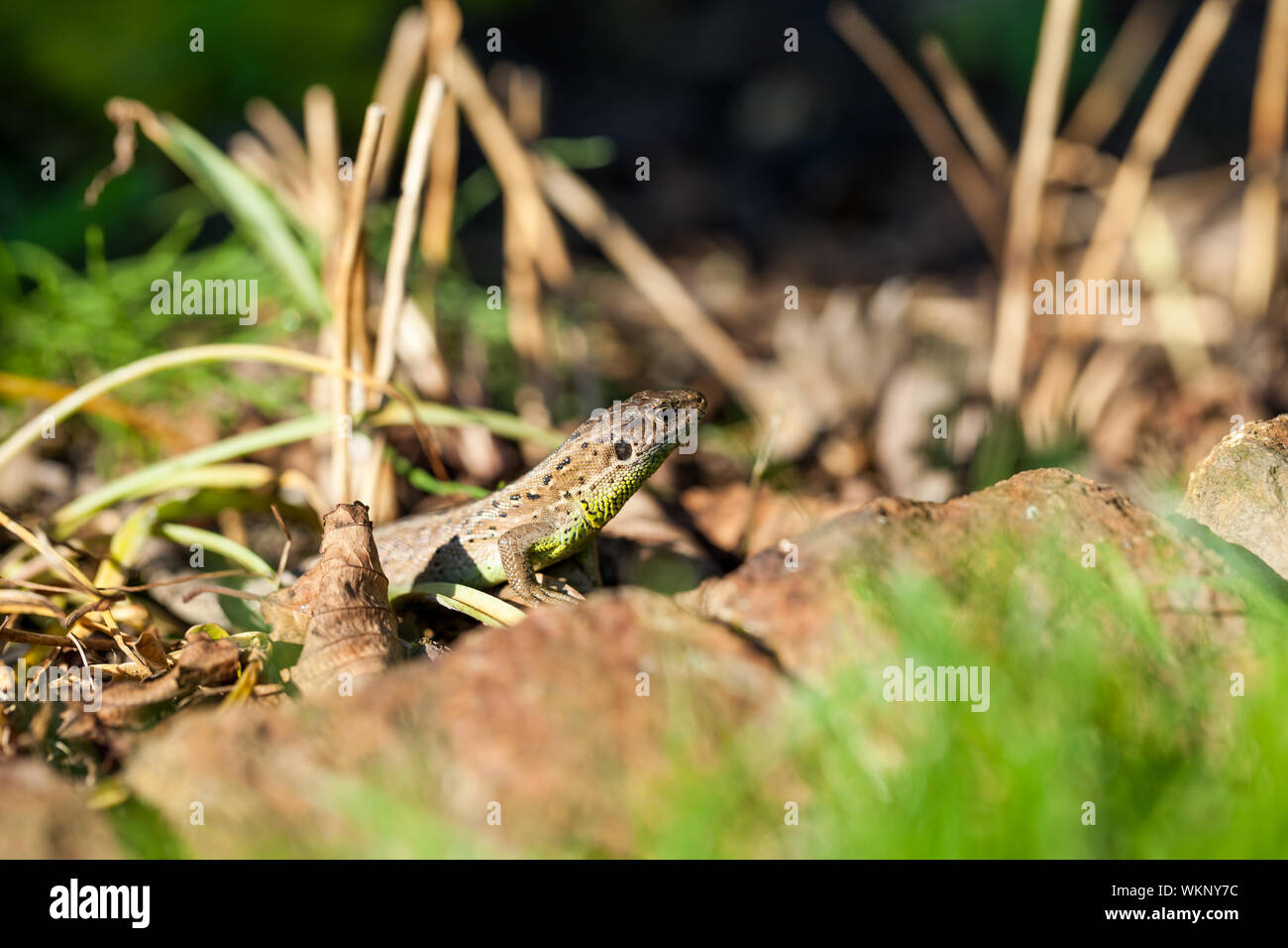 Agile lizard in its natural habitat Stock Photo - Alamy
