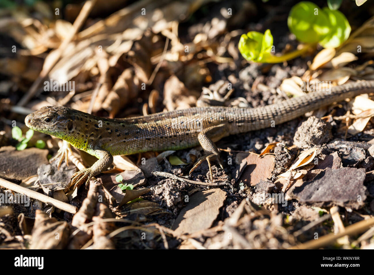 Agile lizard in its natural habitat Stock Photo - Alamy