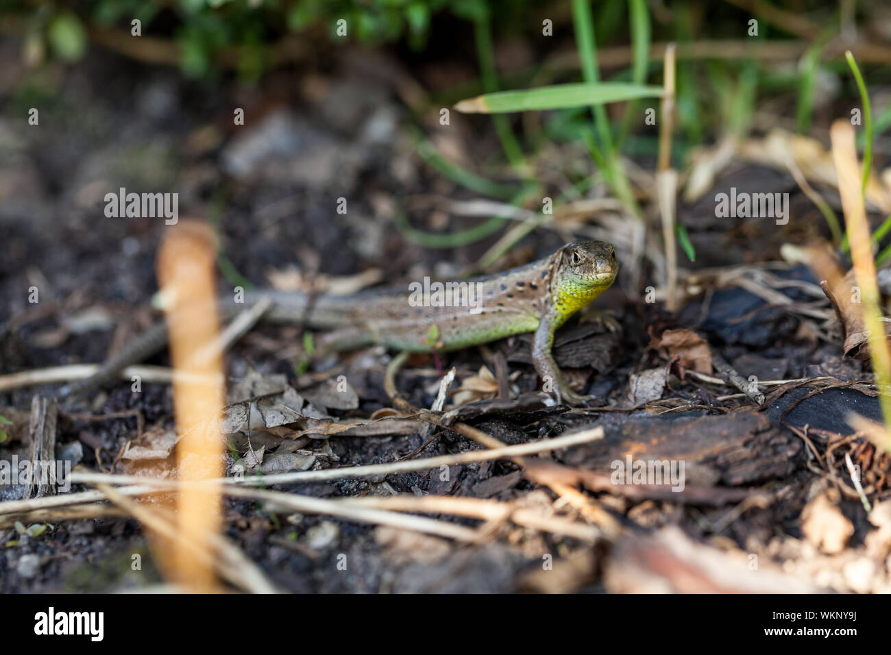 Agile lizard in its natural habitat, on the ground, between withered ...