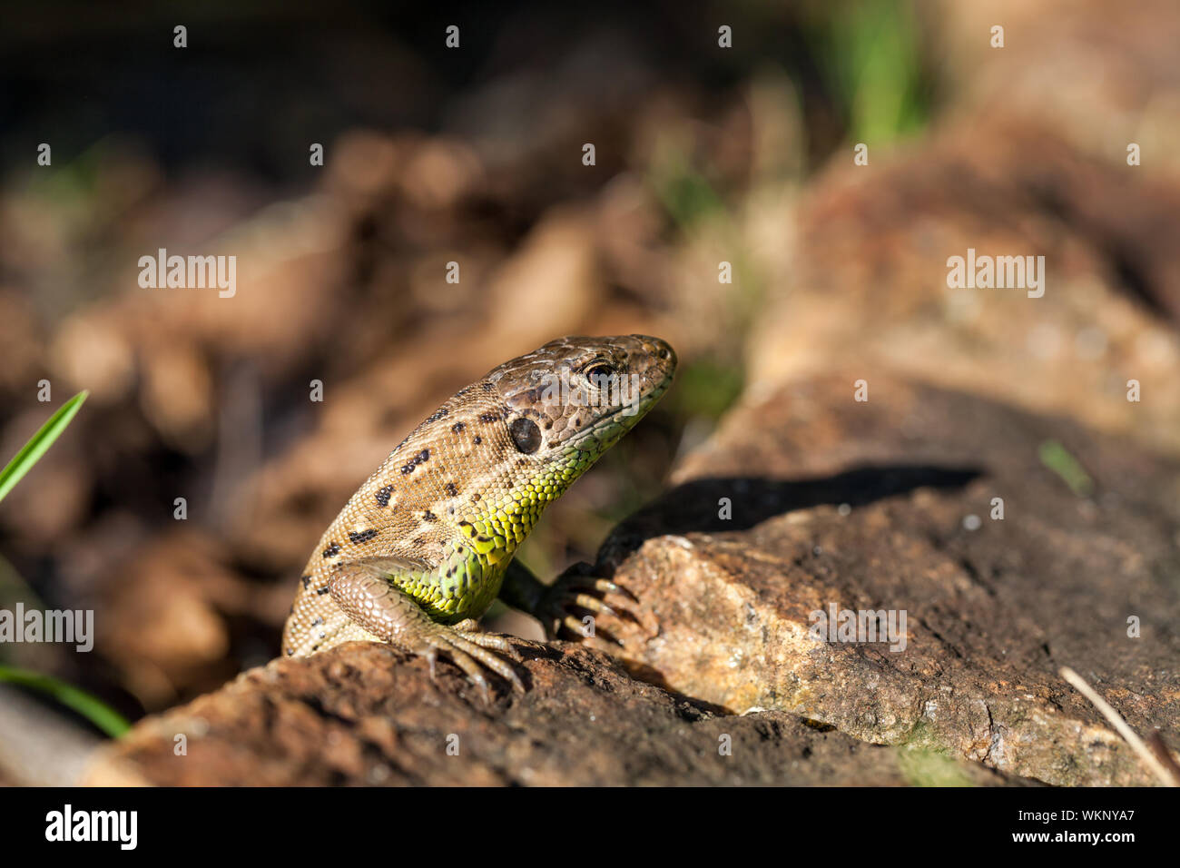 Agile lizard in its natural habitat, on the ground, between withered ...