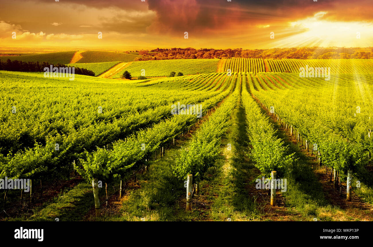 Adelaide Hills Australia Winery High Resolution Stock Photography and ...