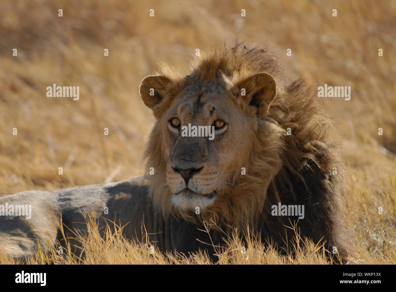 Male Lion Sitting Up Looking High Resolution Stock Photography and ...