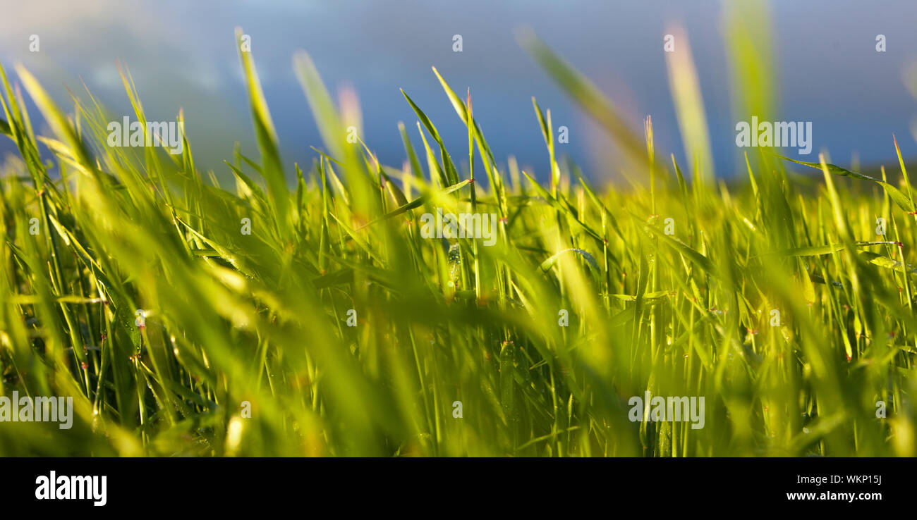 Abstract agriculture country crop hi-res stock photography and images ...