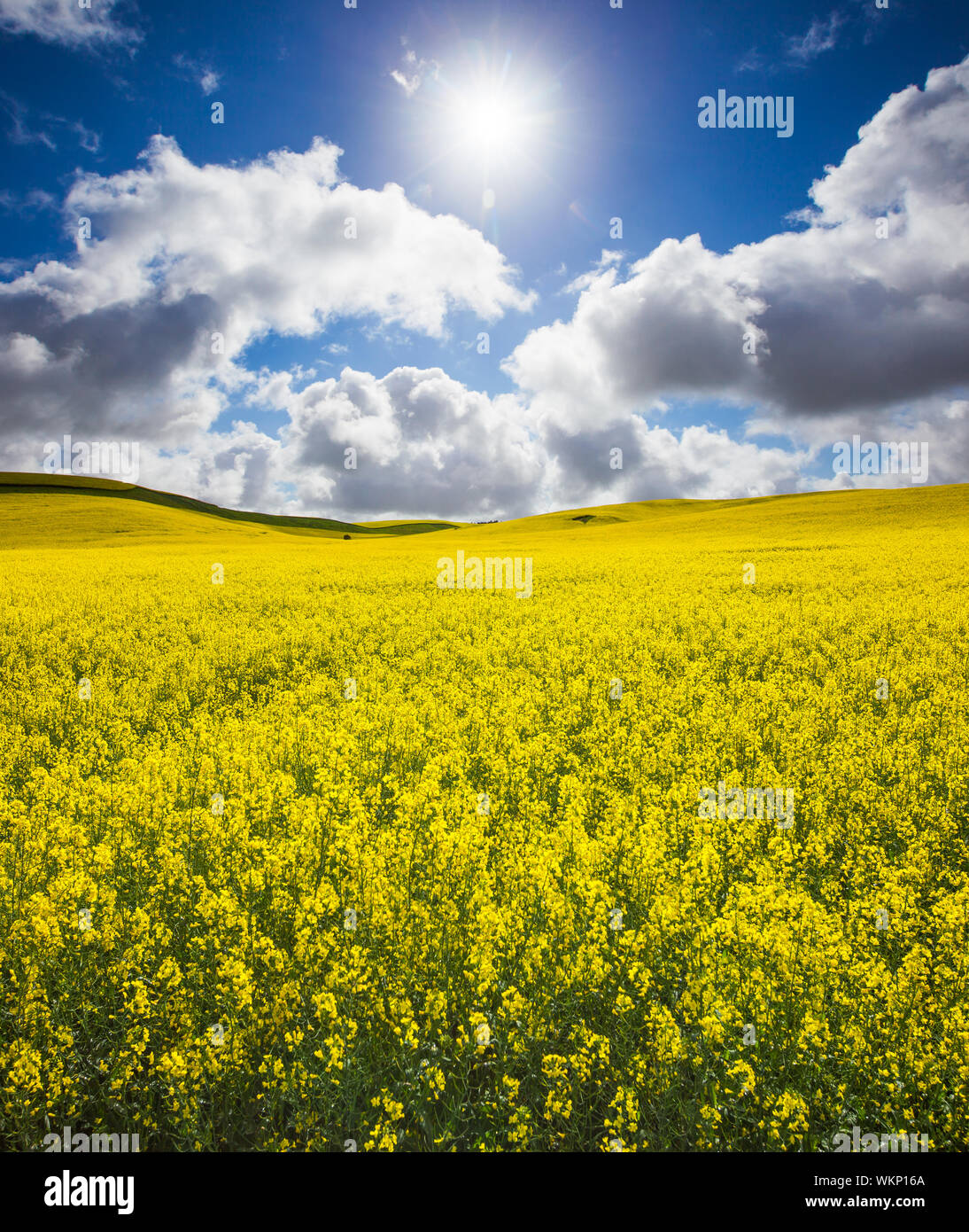 Beautiful Spring Canola Field Stock Photo - Alamy