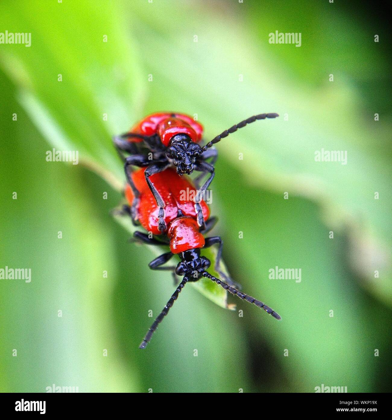 Red insects hi-res stock photography and images - Alamy