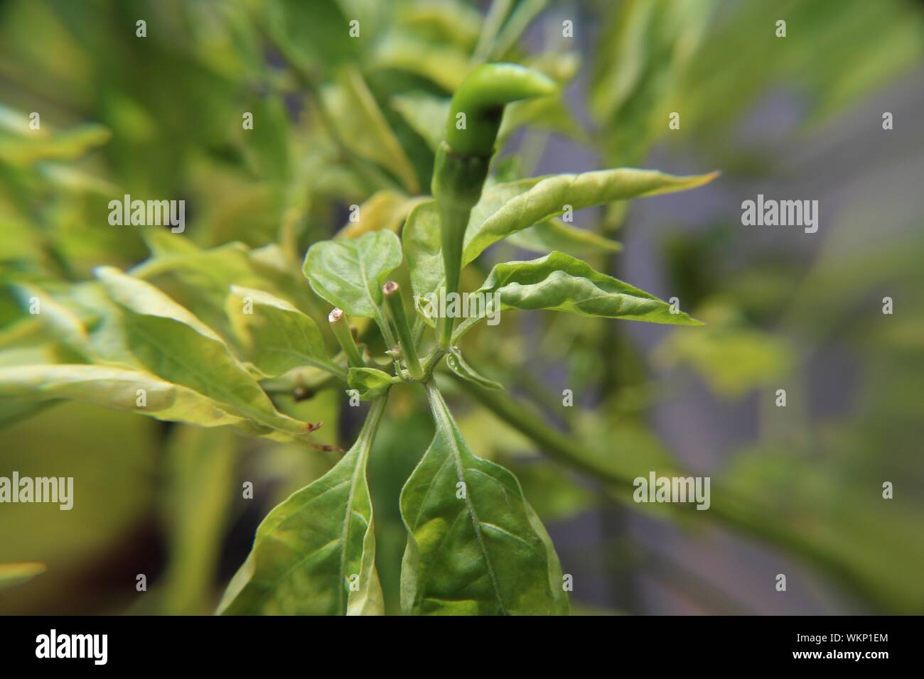 Chili Pepper Field High Resolution Stock Photography and Images - Alamy
