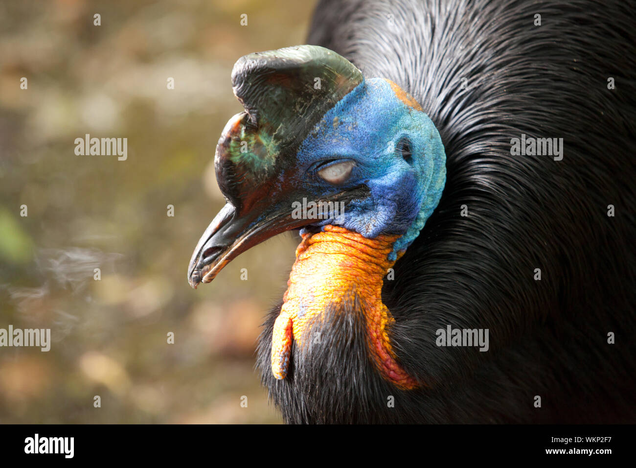Cassowary Eye High Resolution Stock Photography and Images - Alamy