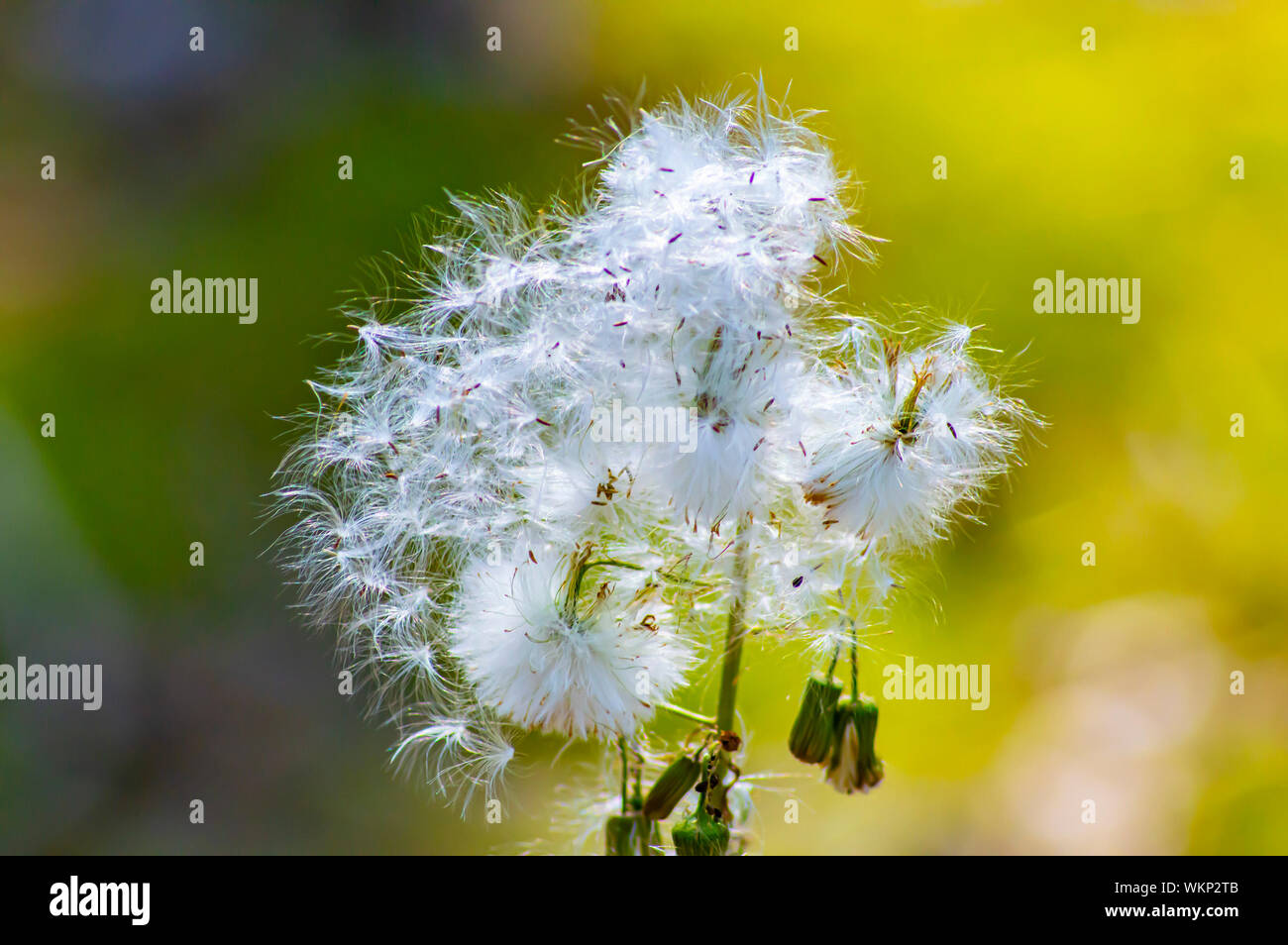 White fluff of wildflowers seeds. Macro photo. Natural background ...
