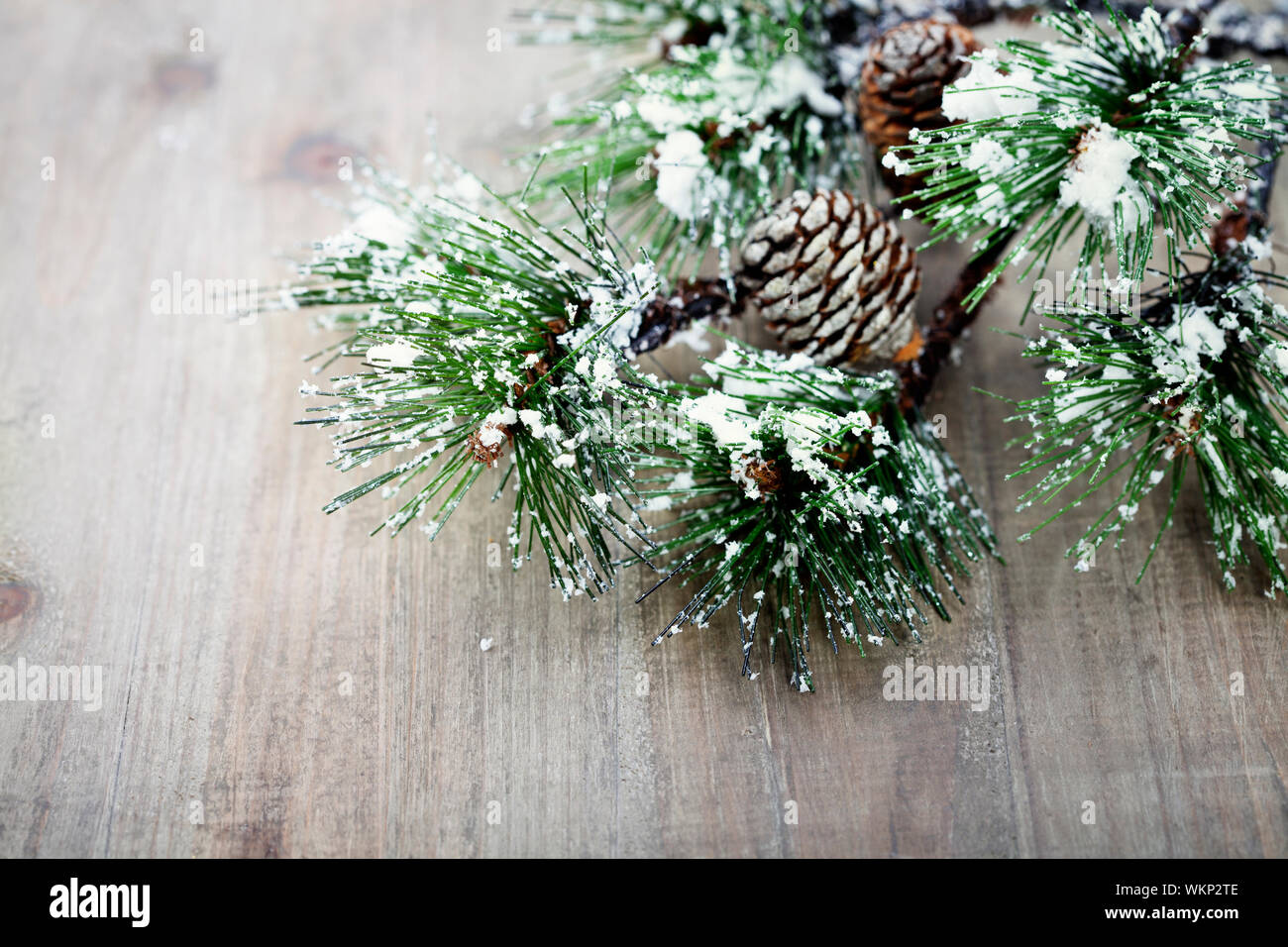 Christmas pine tree branch Stock Photo - Alamy