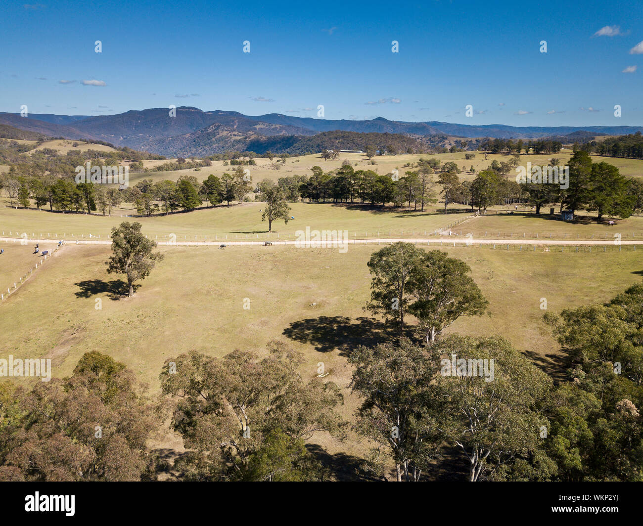 Horses in a field in the Megalong Valley in The Blue Mountains of New ...