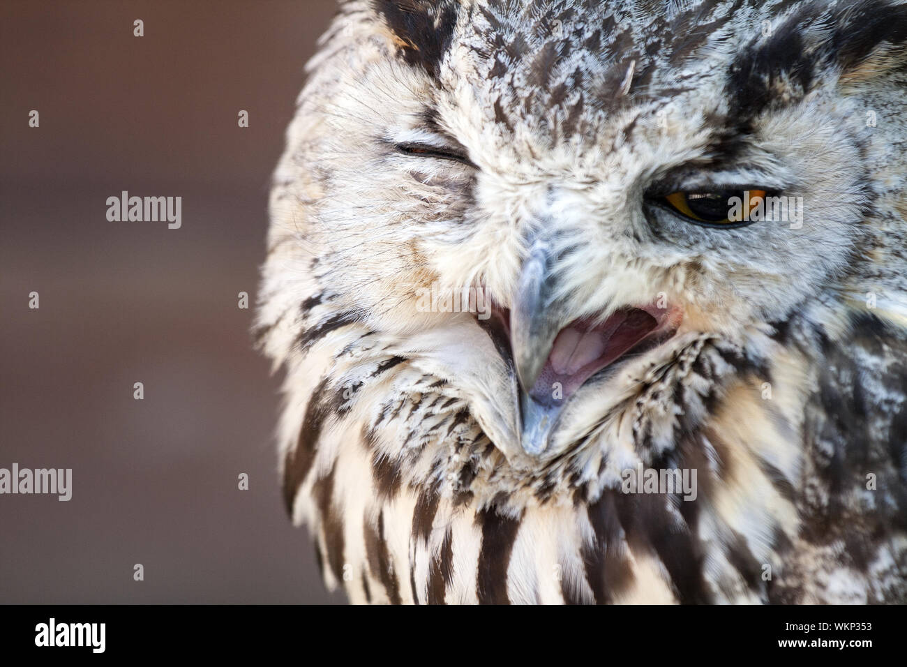 Blinking Eye High Resolution Stock Photography and Images - Alamy