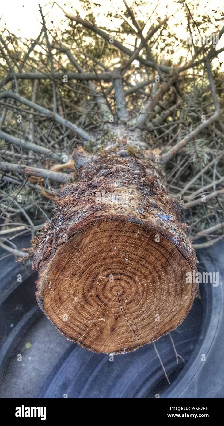 Cross section tree trunk hi-res stock photography and images - Alamy