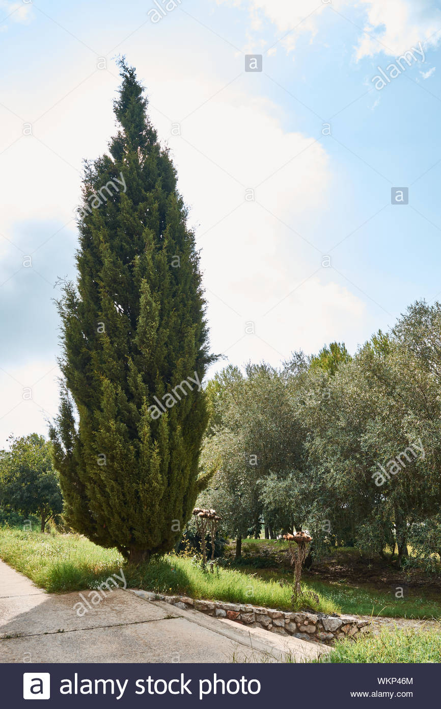 Cypress Fence Stock Photos & Cypress Fence Stock Images - Alamy