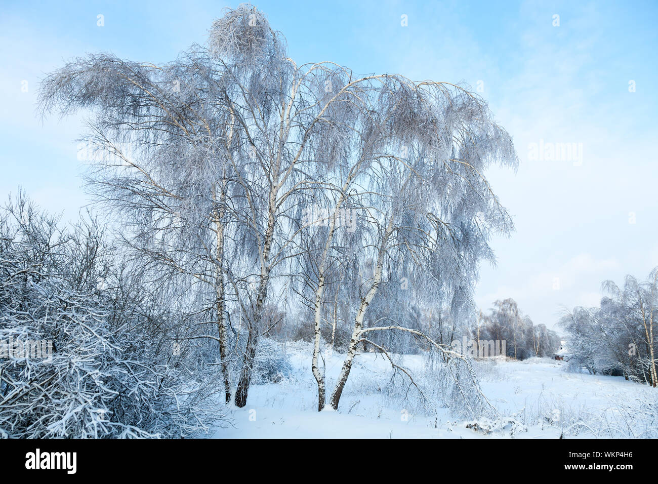 Winter landscape with birch trees Stock Photo - Alamy