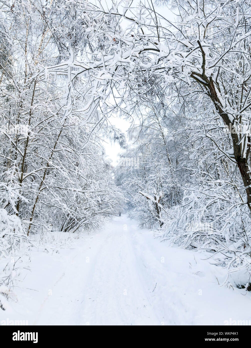 Pathway through snowy woods hi-res stock photography and images - Alamy