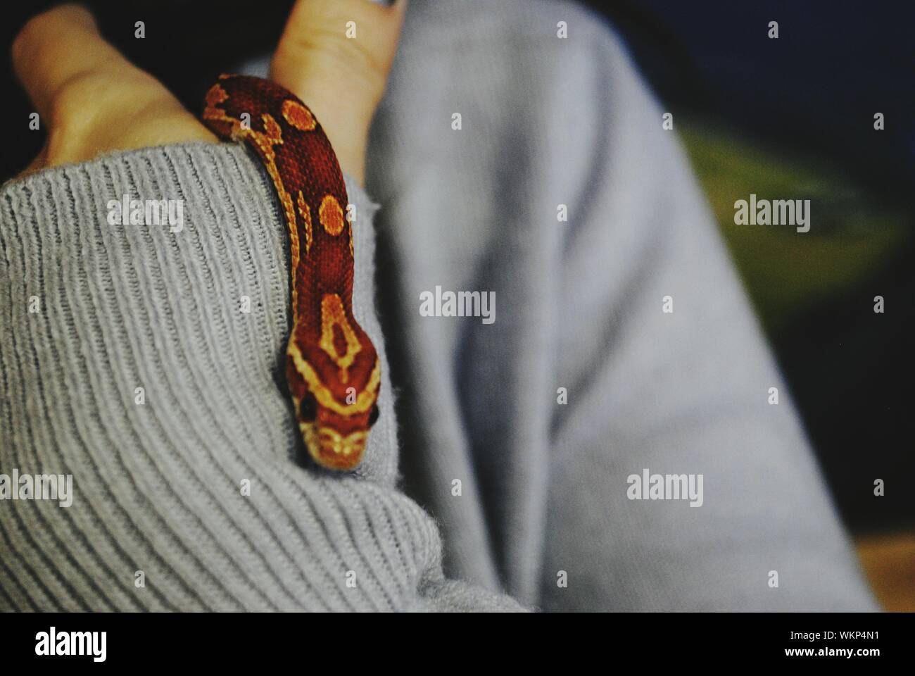Close Up Holding Snake High Resolution Stock Photography and Images - Alamy