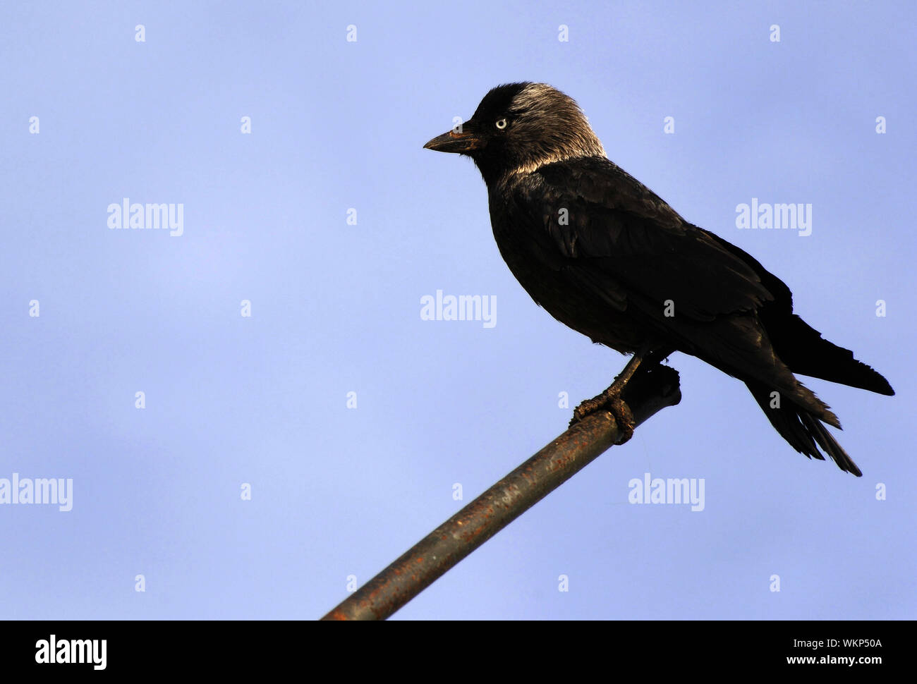 The Jackdaw (Corvus monedula), sometimes known as the Eurasian Jackdaw ...