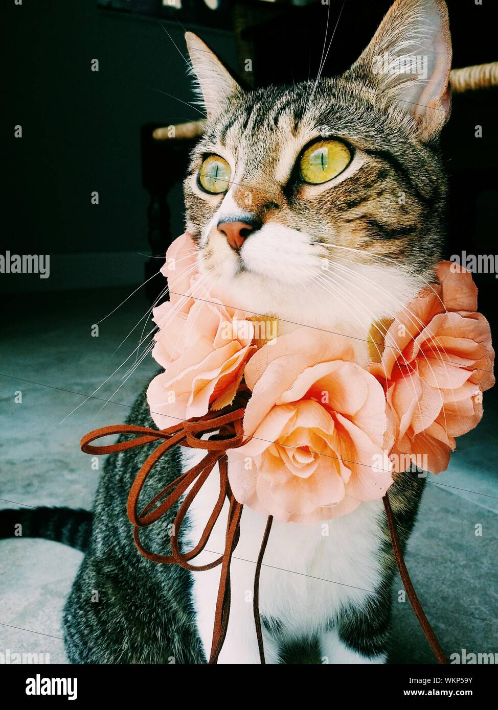 Cat flower rose hi-res stock photography and images - Alamy