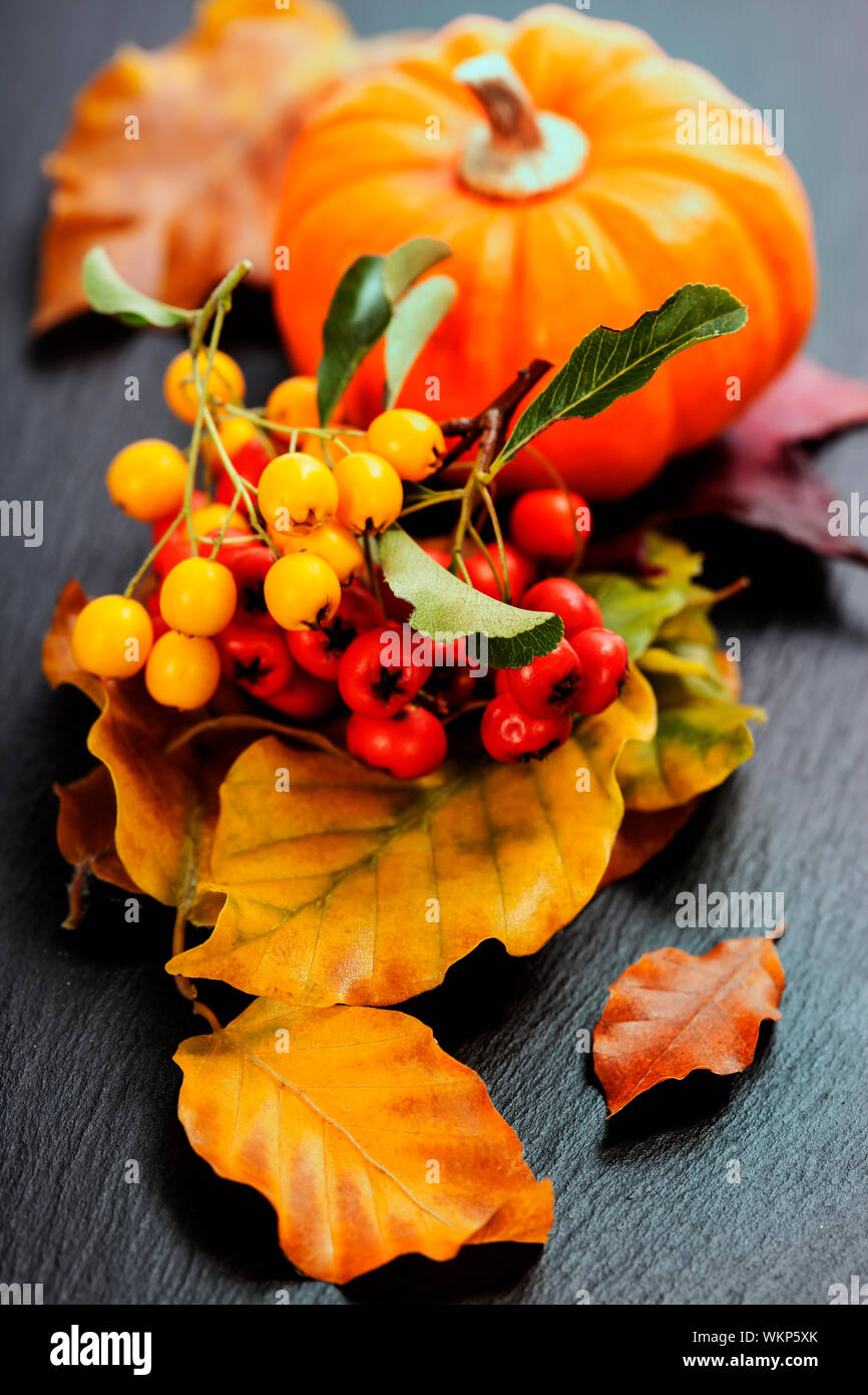 Autumn sale leaves halloween hi-res stock photography and images - Alamy
