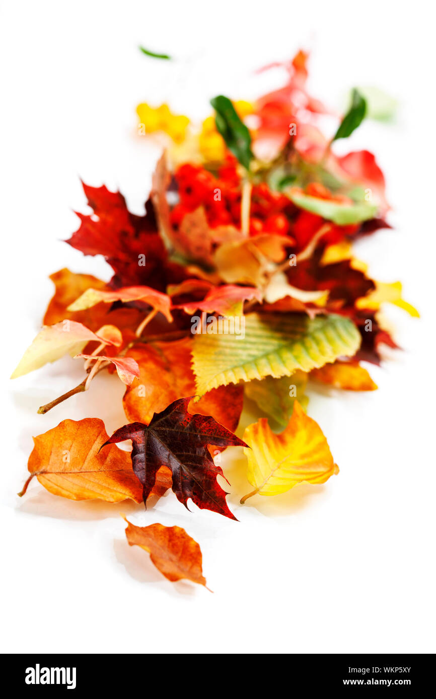 Vibrant autumn fall tree Cut Out Stock Images & Pictures - Alamy