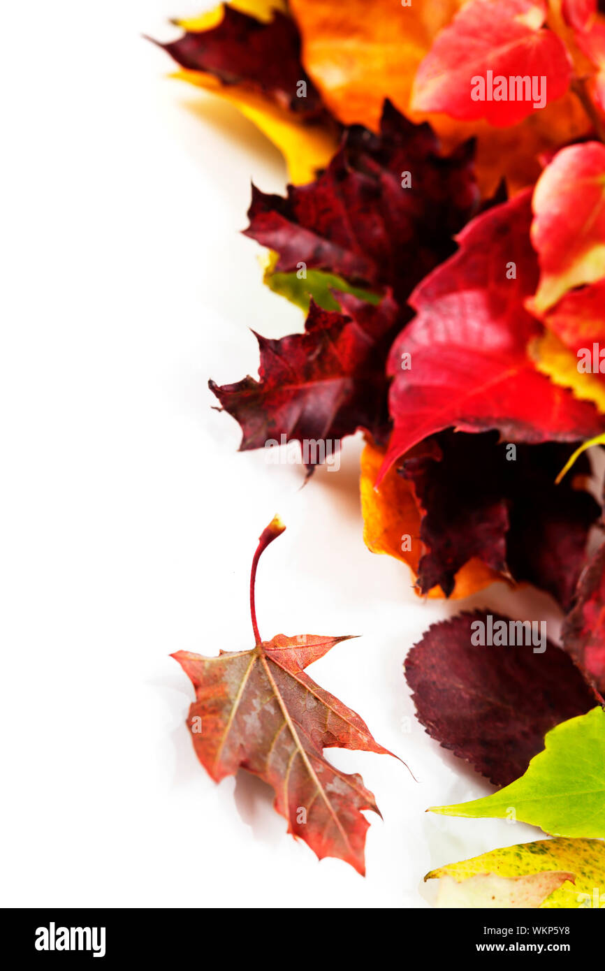 Autumn Leaves on white background Stock Photo - Alamy