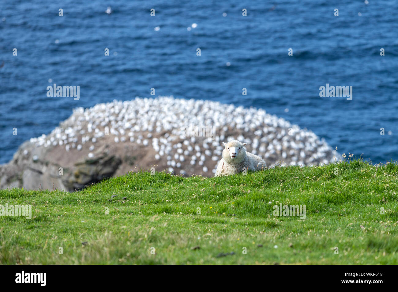 Sheep with a rocky with gannet colonies hi-res stock photography and ...
