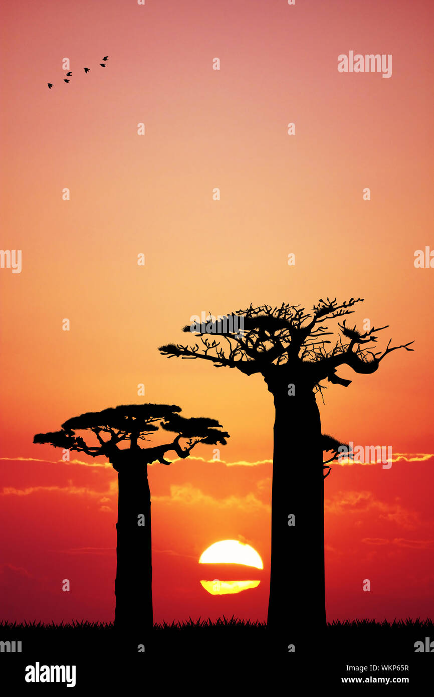 baobab at sunset Stock Photo - Alamy