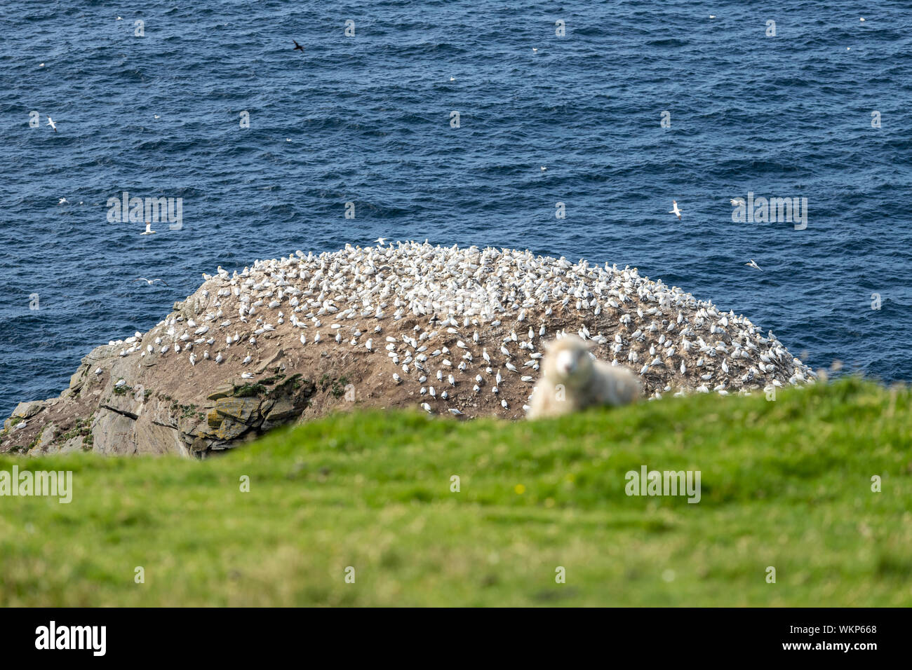Sheep with a rocky with gannet colonies, Morus bassanus, in Unst ...