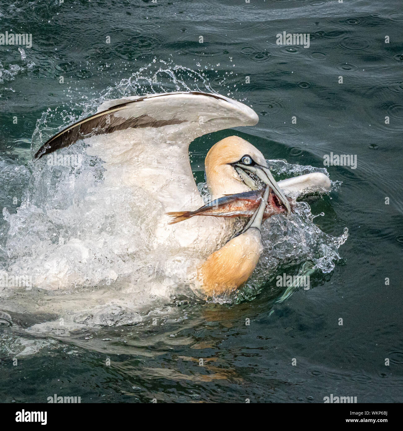 Hunting fish over hi-res stock photography and images - Alamy