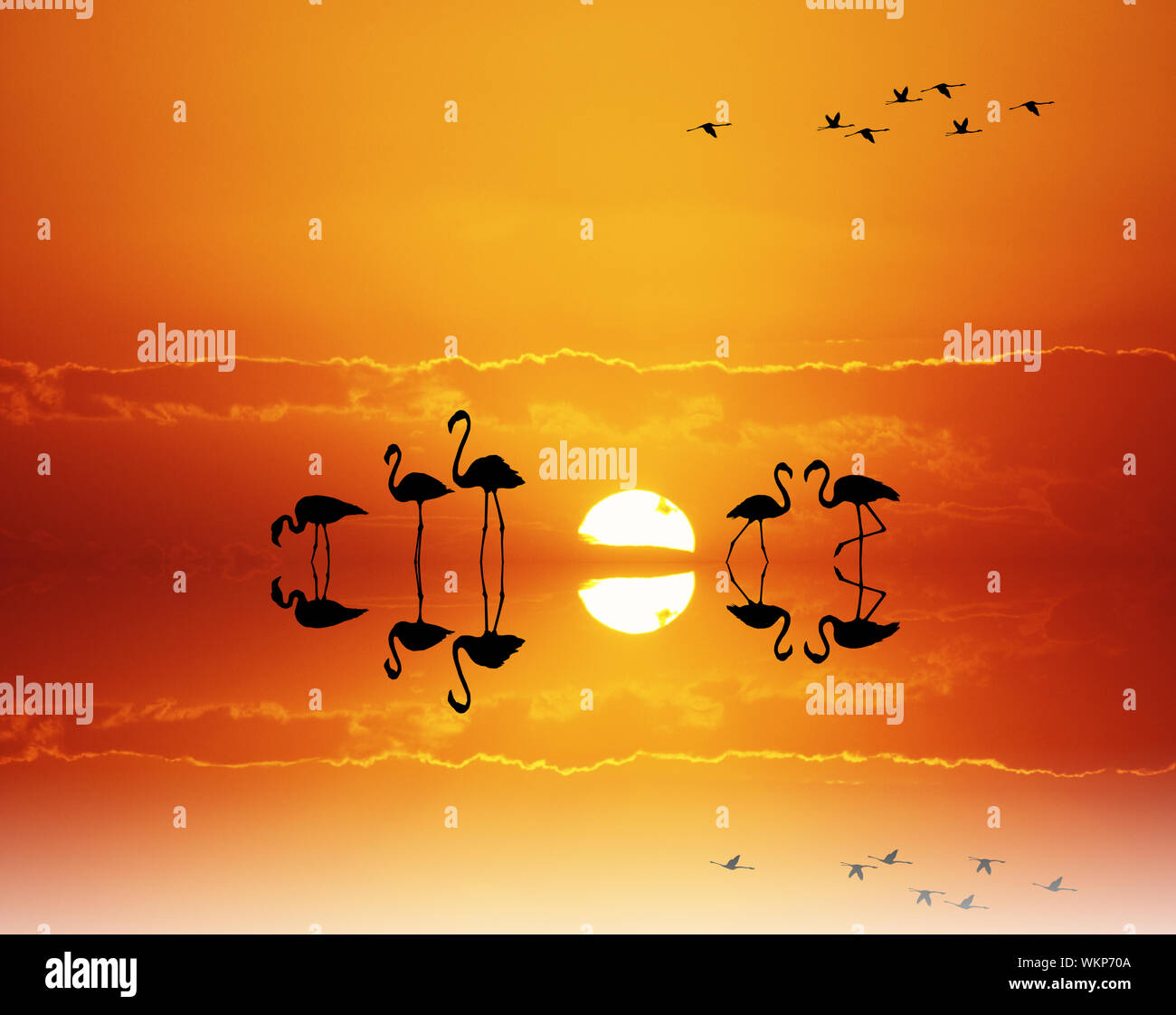 pink flamingos at sunset Stock Photo - Alamy