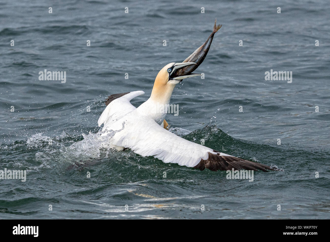 Gannet webbed feet hi-res stock photography and images - Alamy