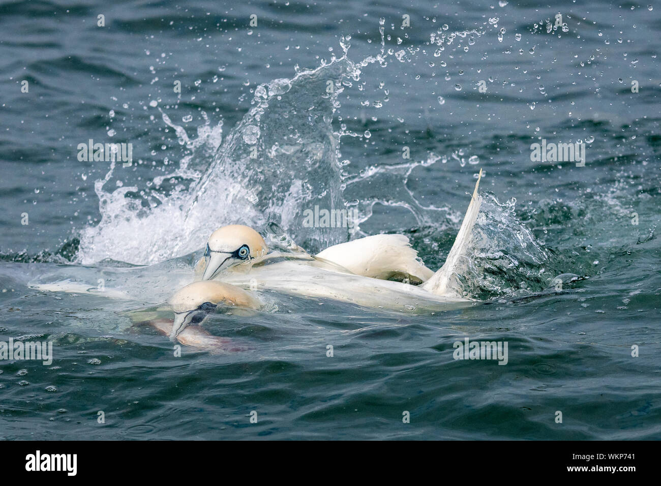 Diving feet splash hi-res stock photography and images - Alamy