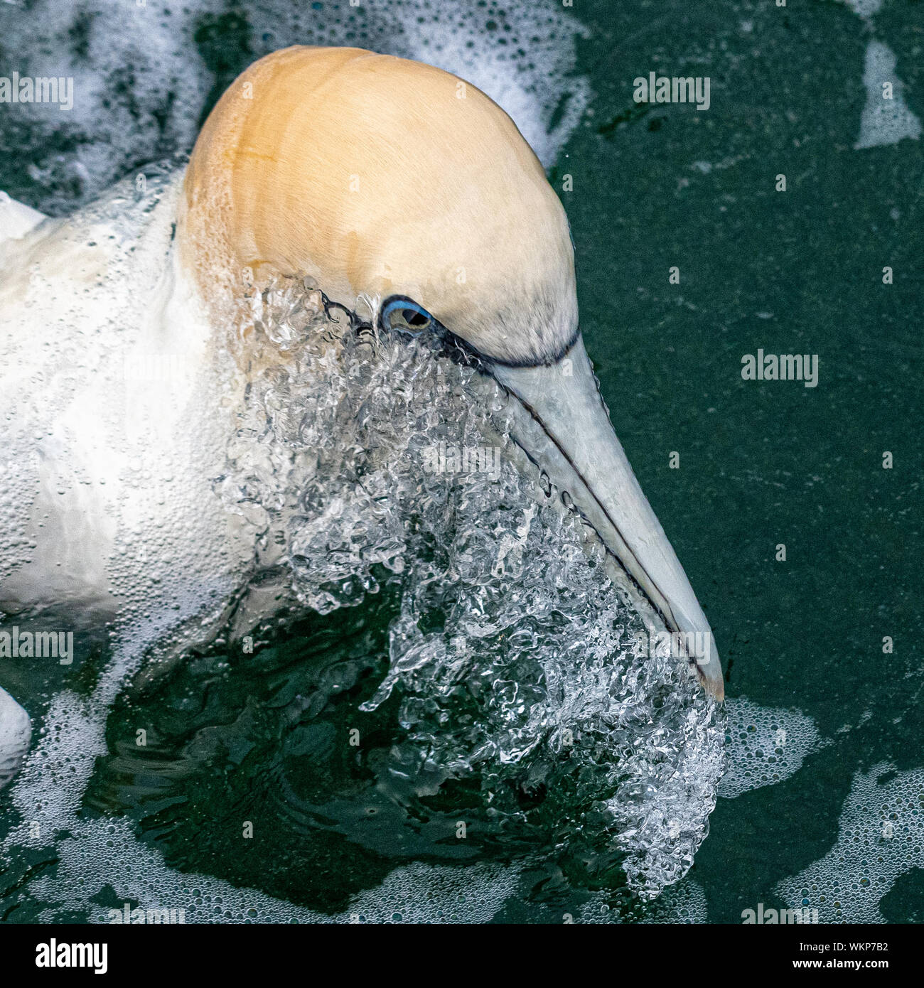 Gannet Surfacing After Dive Stock Photo - Alamy