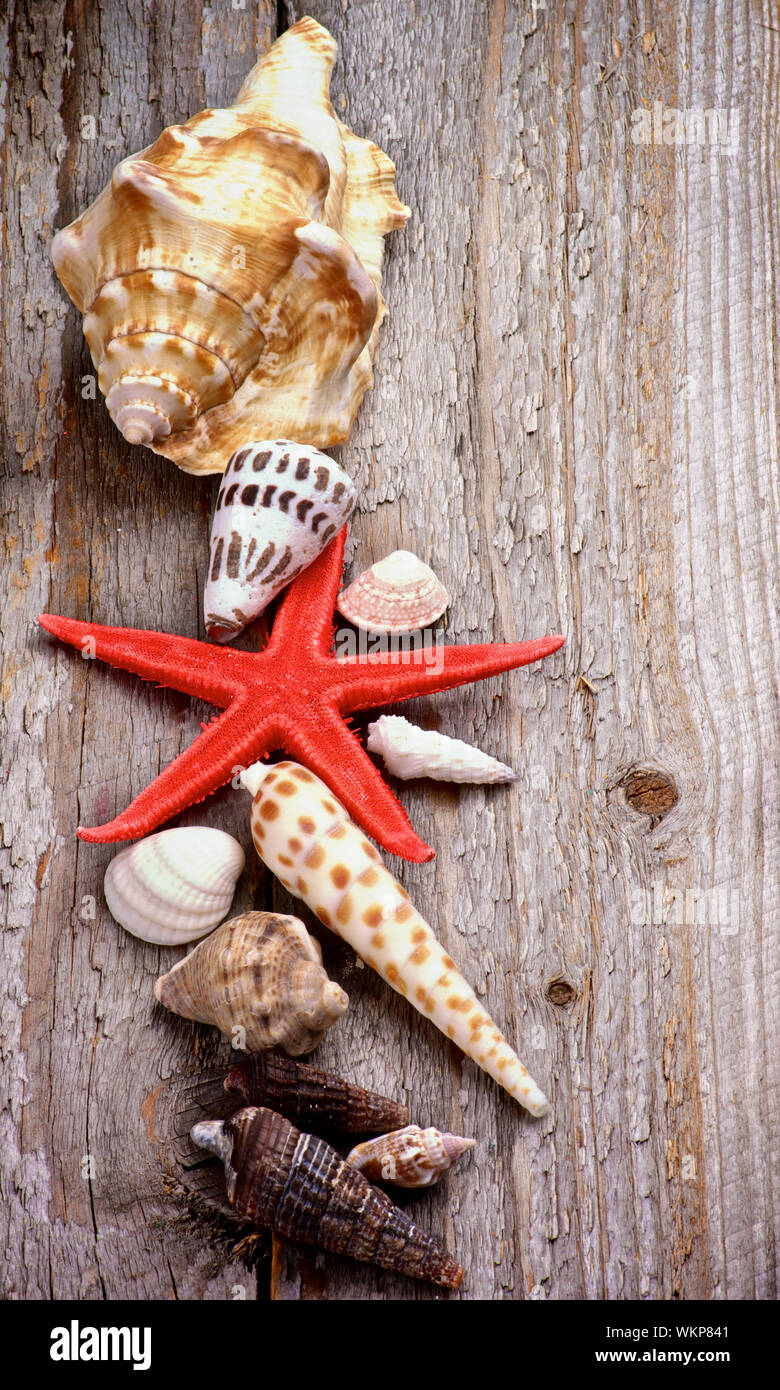 Various Conch Shells and Starfish In a Row isolated on Rustic Wooden ...