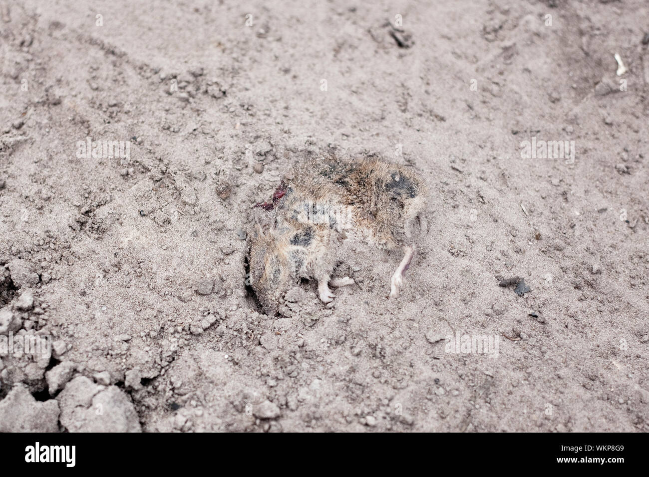 Brown rat dead hi-res stock photography and images - Alamy