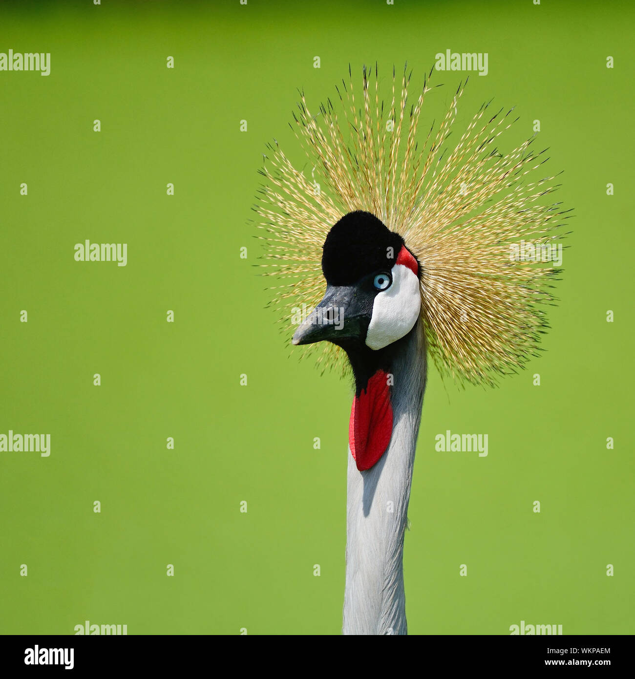 Beautiful bird, Grey Crowned Crane with blue eye and red wattle, head ...